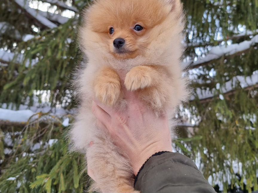 Померанский шпиц