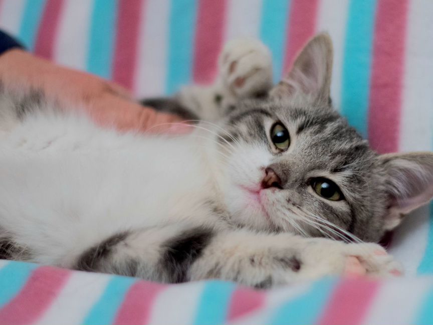 Ласковая девочка, интересного окраса, котенок