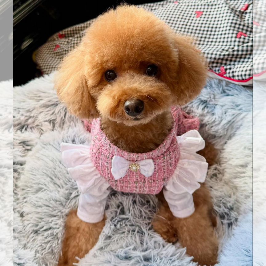 Той-пудель, щенок