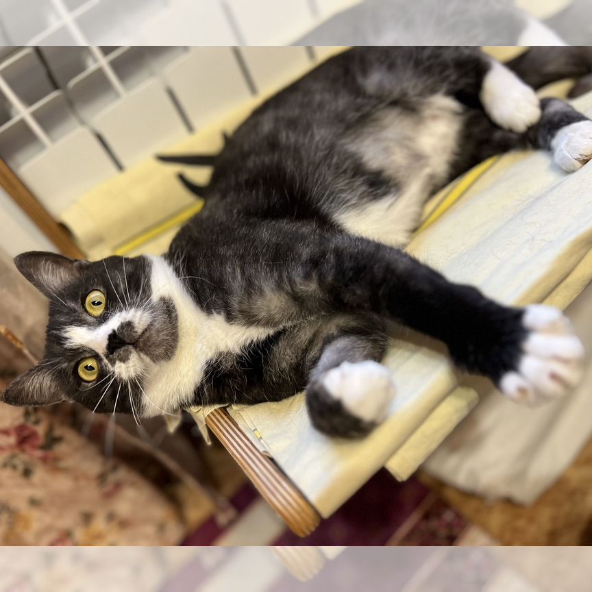 Молодая кошечка Селена черный дым