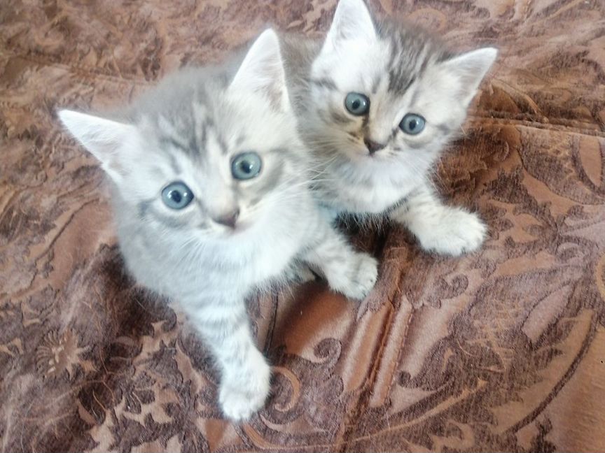 Кошки в добрые руки бесплатно