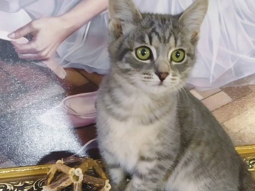 Котята(мальчик и девочка,2 мес)ищут дом