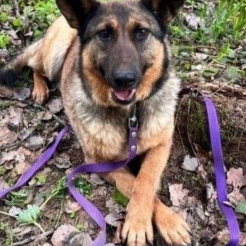 Люксор томится в приюте в ожидании чуда