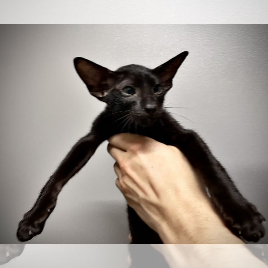 Ориентальный котёнок