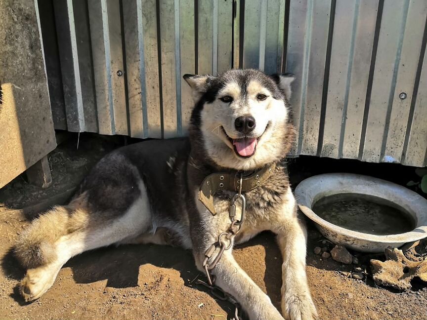 Собака Хаски