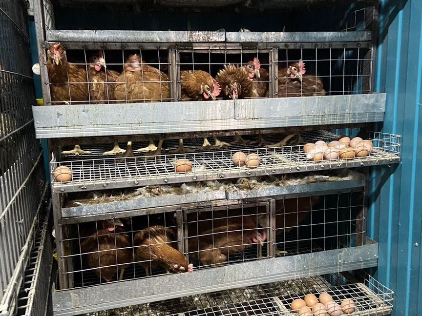 Клетка для кур бройлеров петухов