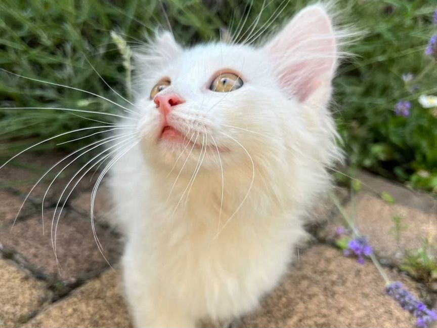 Котята в добрые руки даром