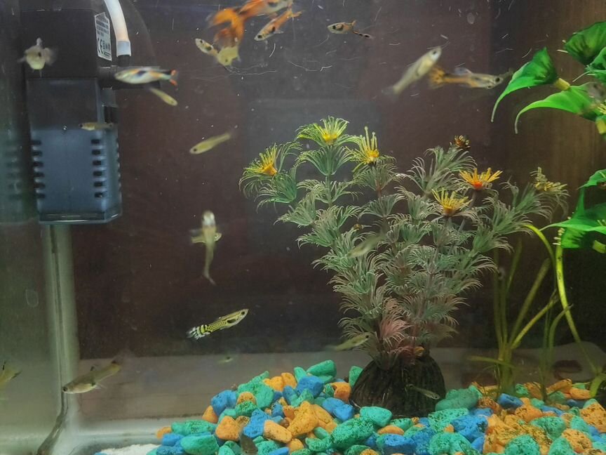 Семью гуппи 15-20 шт. Бесплатно