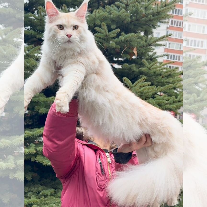 Девочка, 8 мес