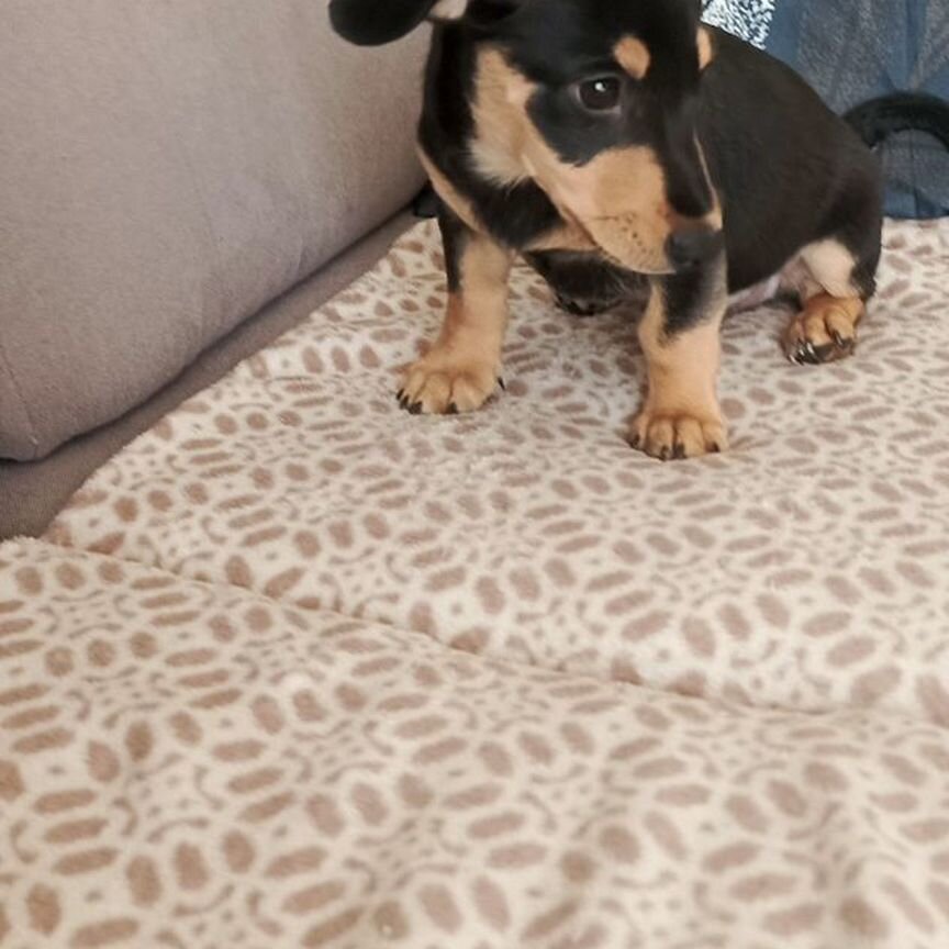 Той-терьер щенки