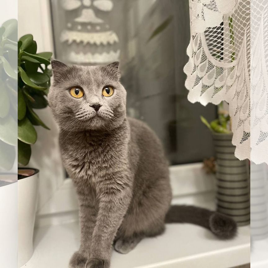 Взрослая кошка в добрые руки