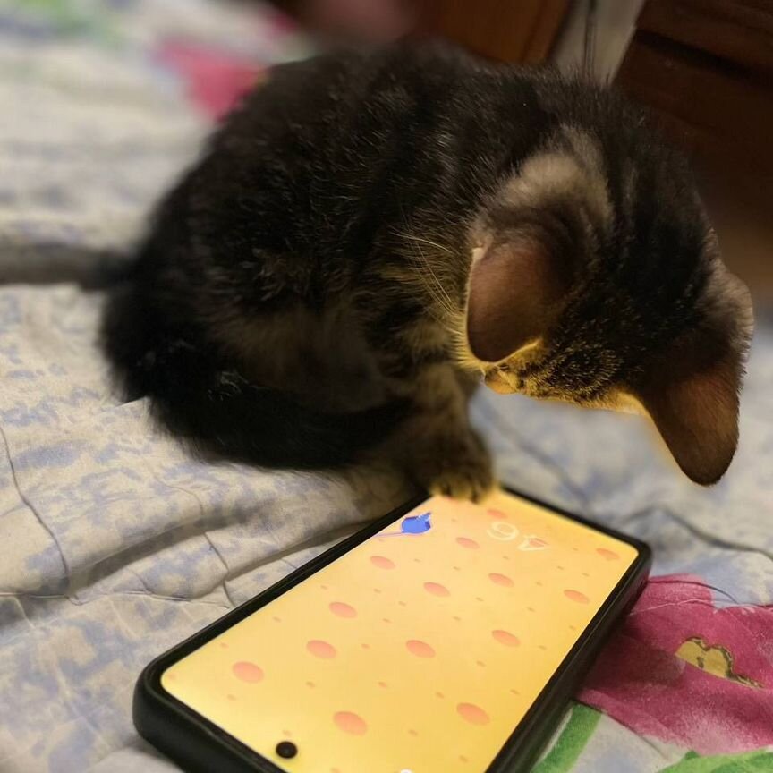 Котенок в добрые руки