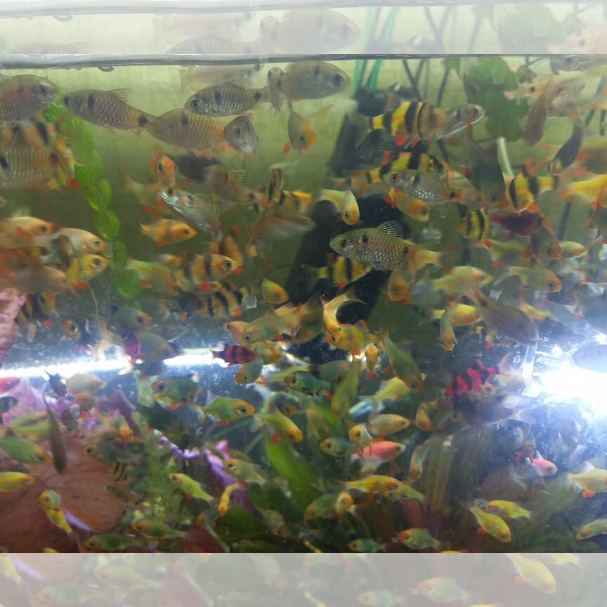 Аквариумные рыбки