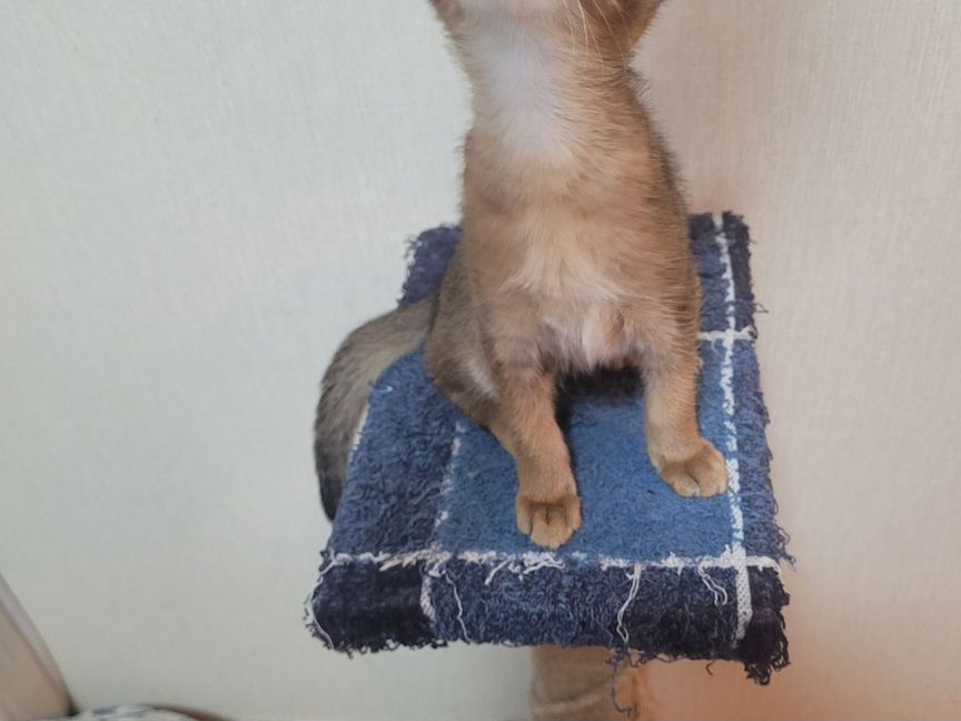 Абиссинские котята дикий окрас