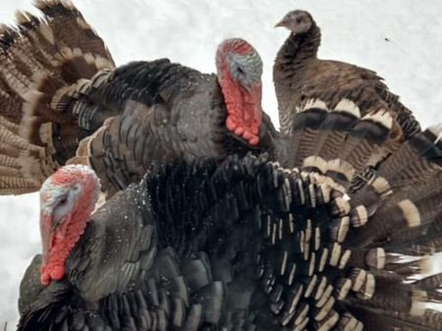 Инкубационное яйца индюшки