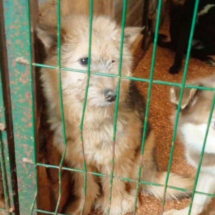 Небольшая собачка в отлове