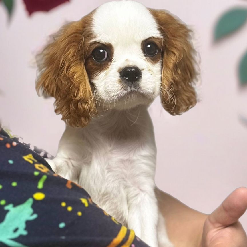 Кавалер кинг-чарльз-спаниель, щенок