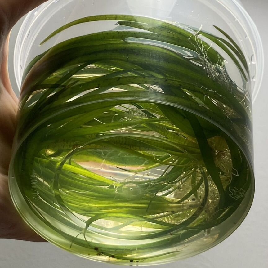 Валлиснерия тигровая, цена за банку