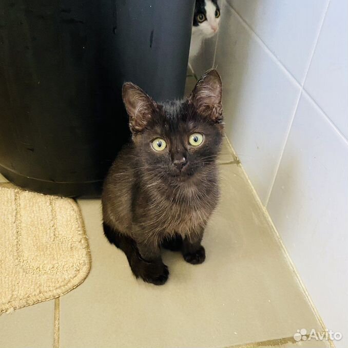 Котенок Бруно