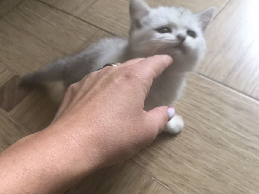 Котенок 3месяца