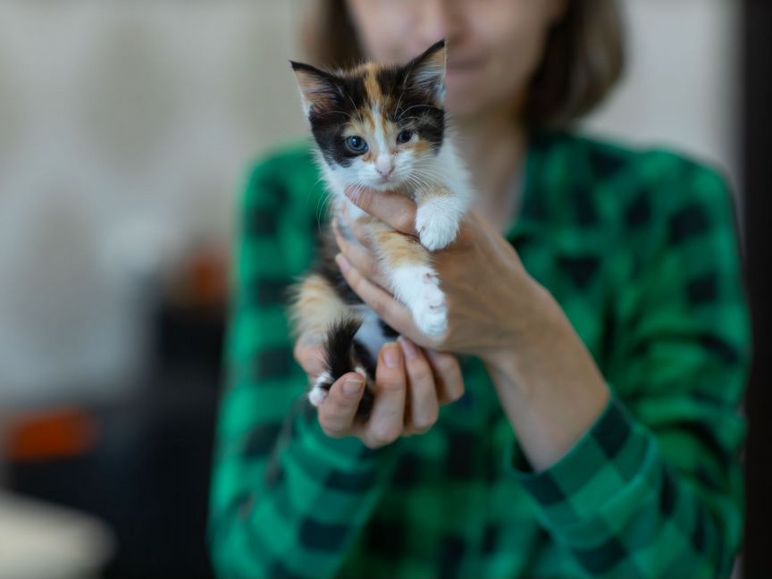 Отдам в добрые руки котят