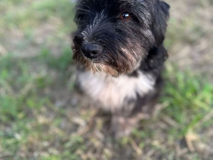Чудесный пёсик