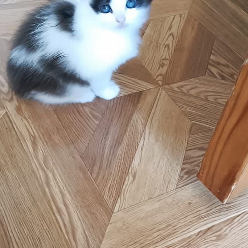 Отдам в добрые руки
