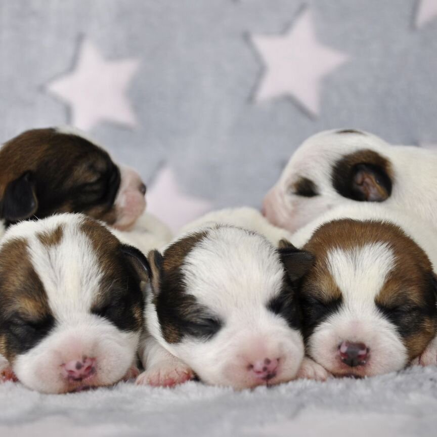 Щенки Джек Рассел терьера