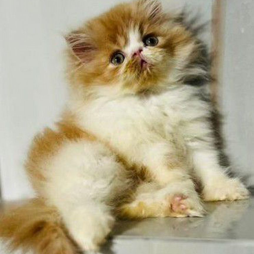 Персидский котик