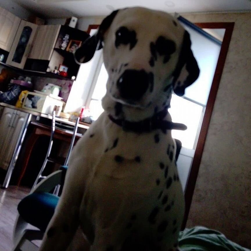 Далматин, щенок