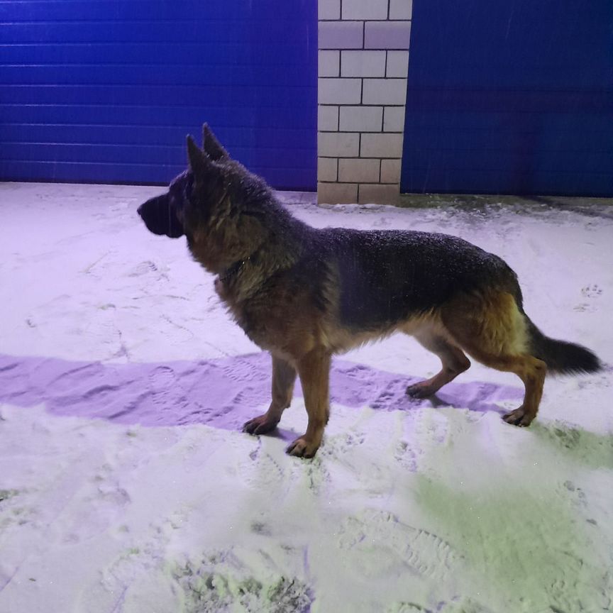 Немецкая овчарка