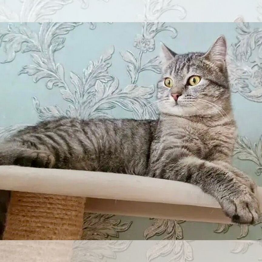 Взрослый кот в добрые руки