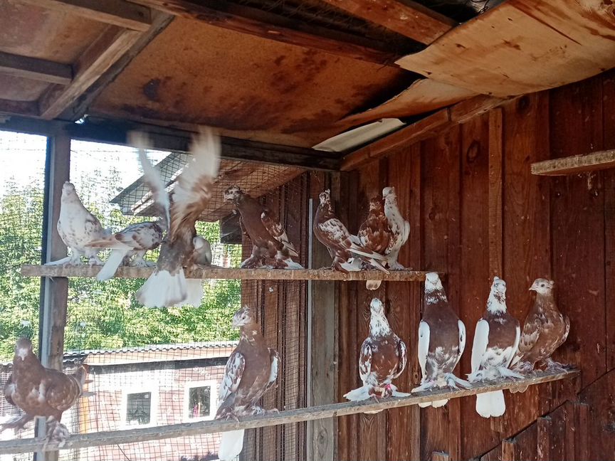 Продажа андижанских голубей