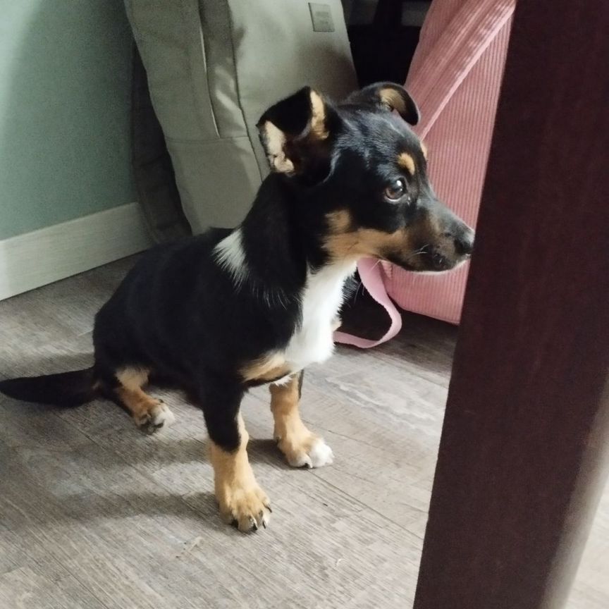 Продаётся той-террьер (девочка)