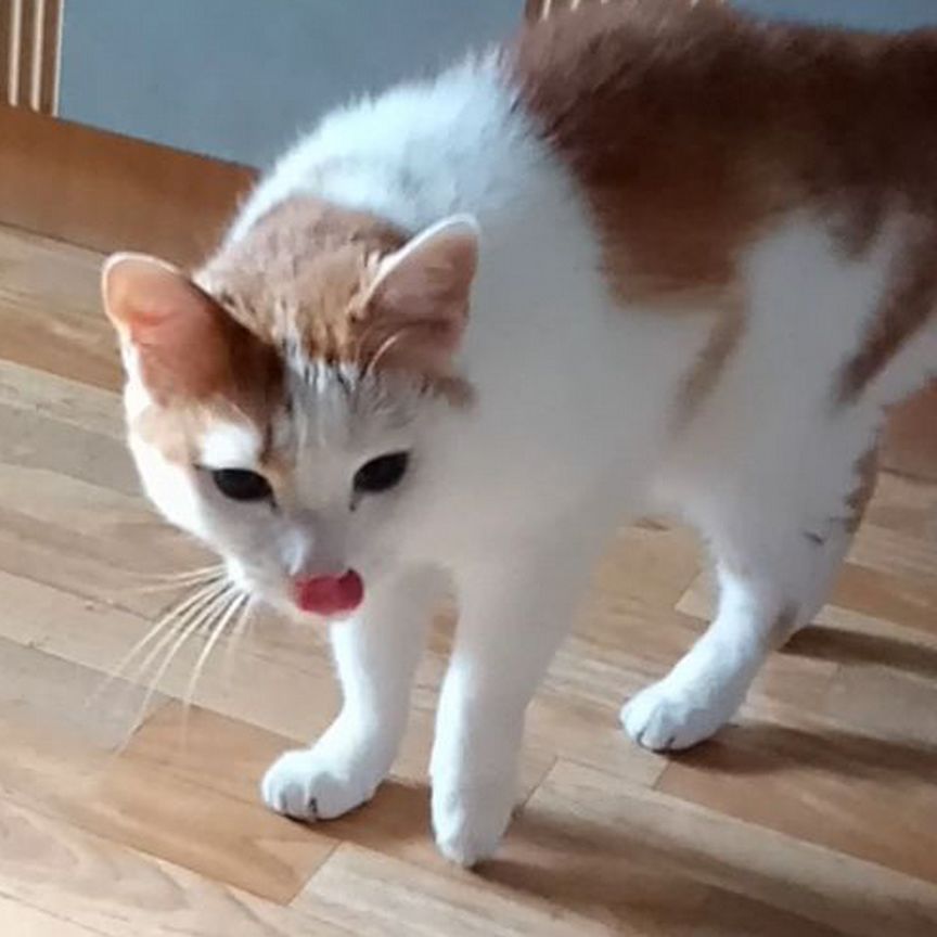 Кот