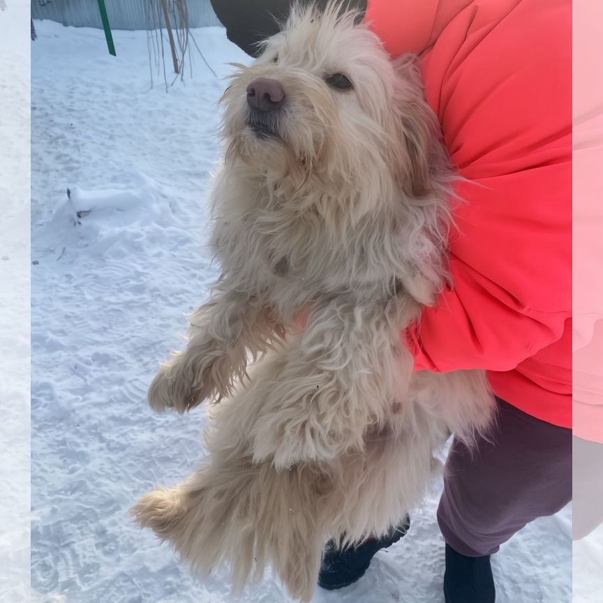 Взрослая собака в добрые руки