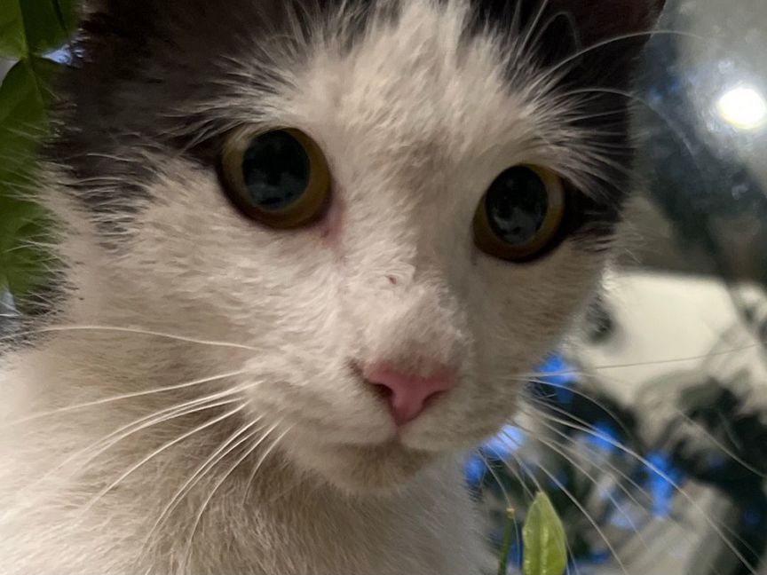 Кошка девочка найденыш в дар