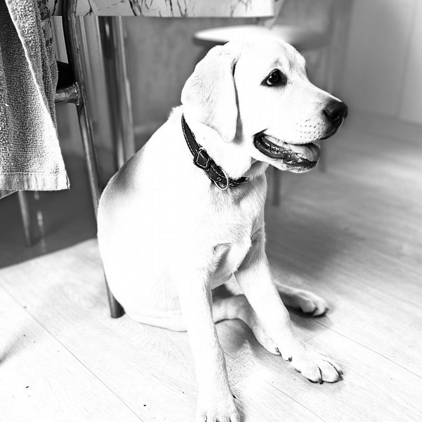 Лабрадор-ретривер, щенок