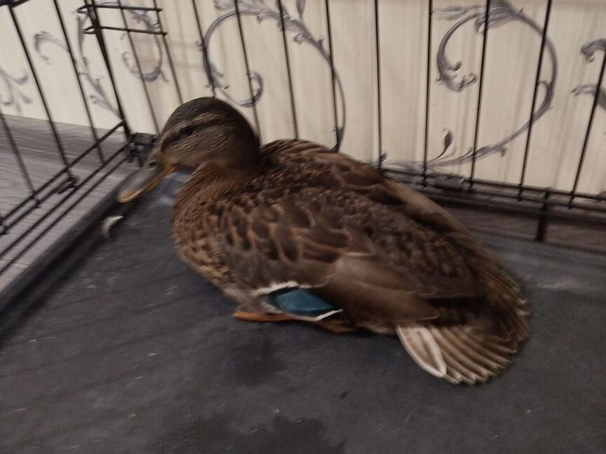 Обмен утки на курицу