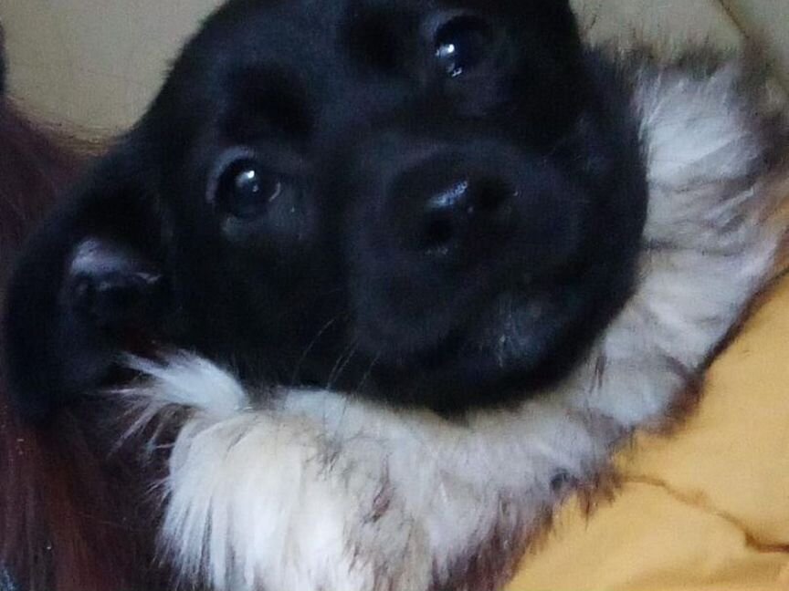 Помесь пинчера