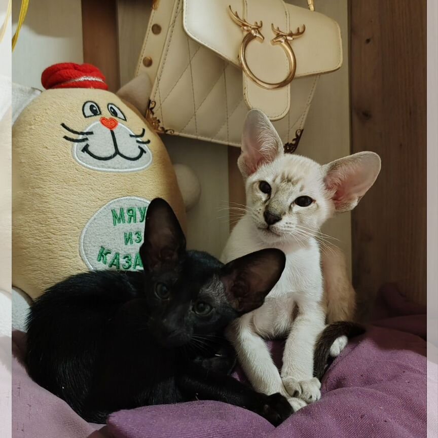 Ориентальные малыши