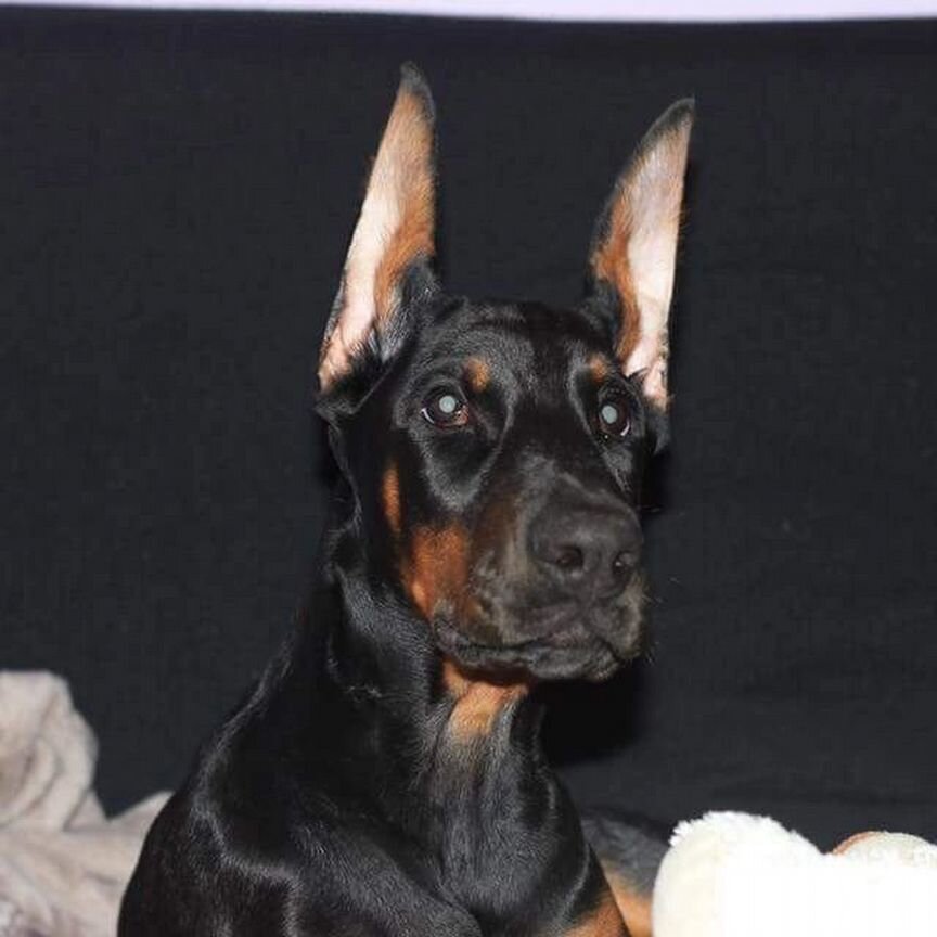 Доберман -надежная охрана Вашей семьи