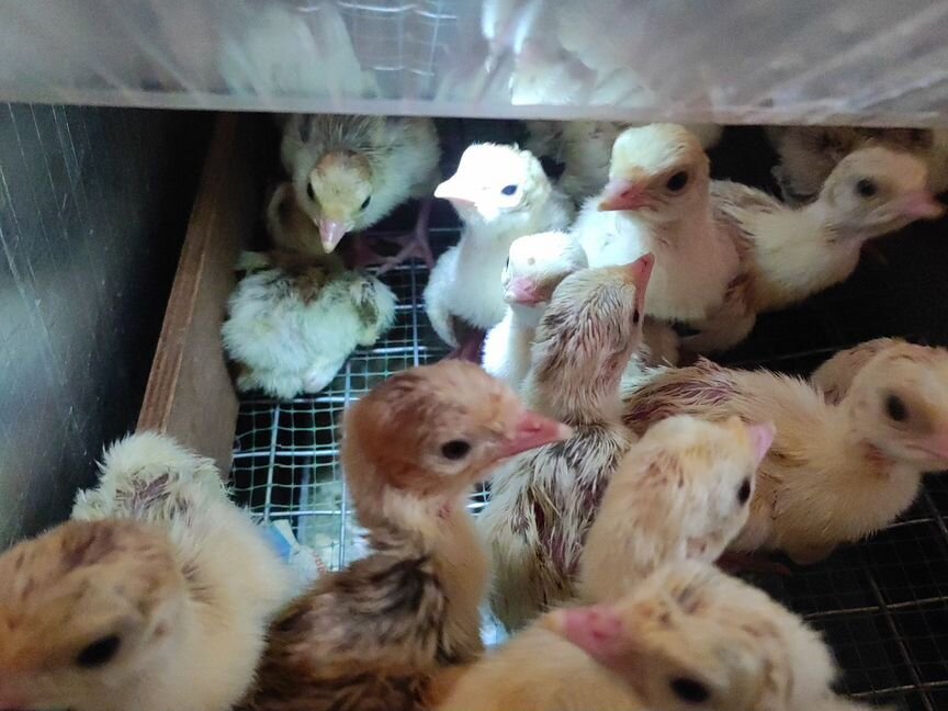 Индюшки куры