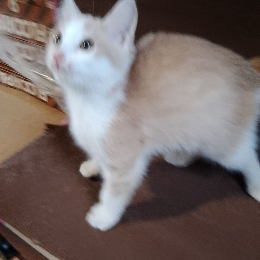 Котята в добрые руки бесплатно