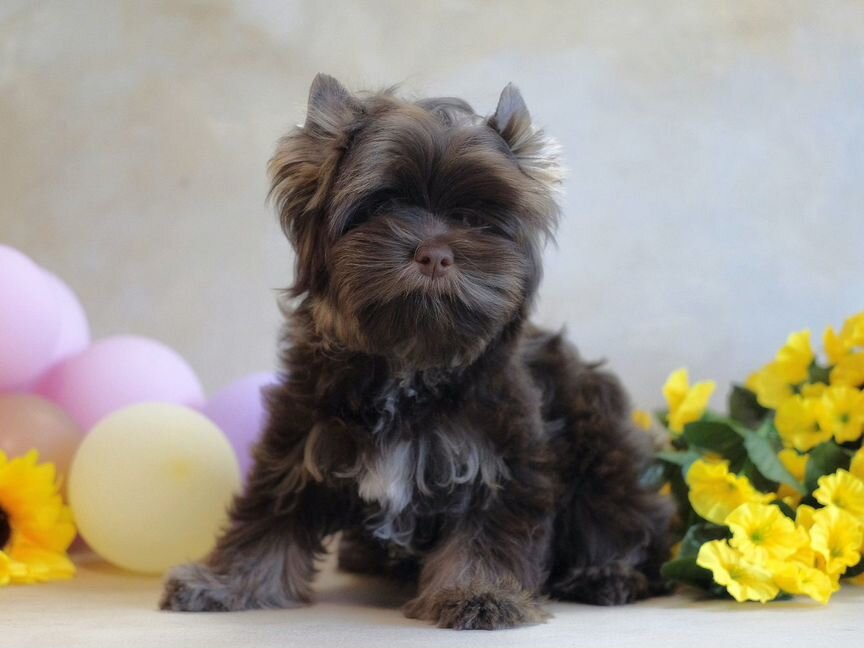 Шоколадный йорк девочка