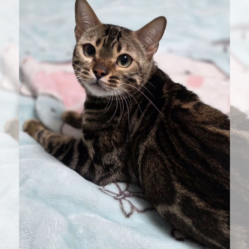 Бенгальская, взрослая кошка