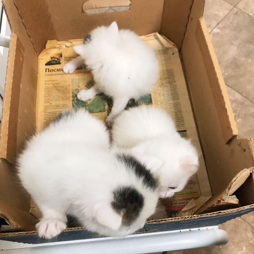 Отдам котенка в добрые руки
