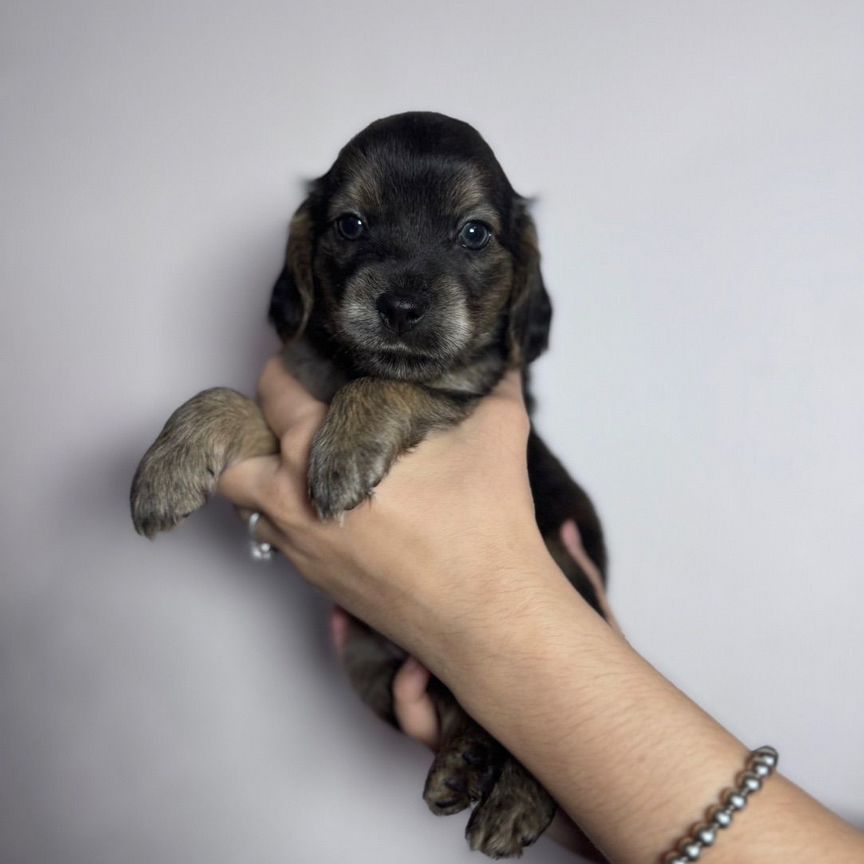 Щенки кокер спаниеля