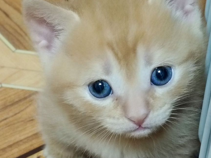 Кошечка