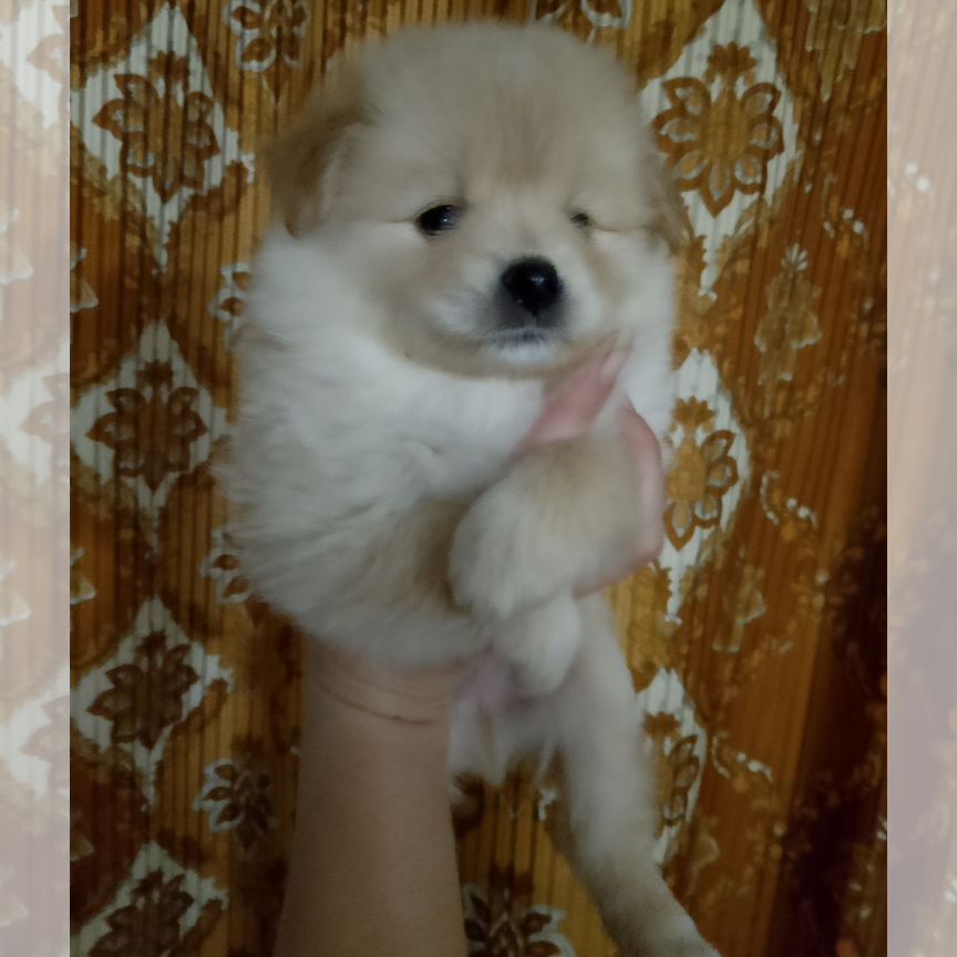 Щенки маленькой породы